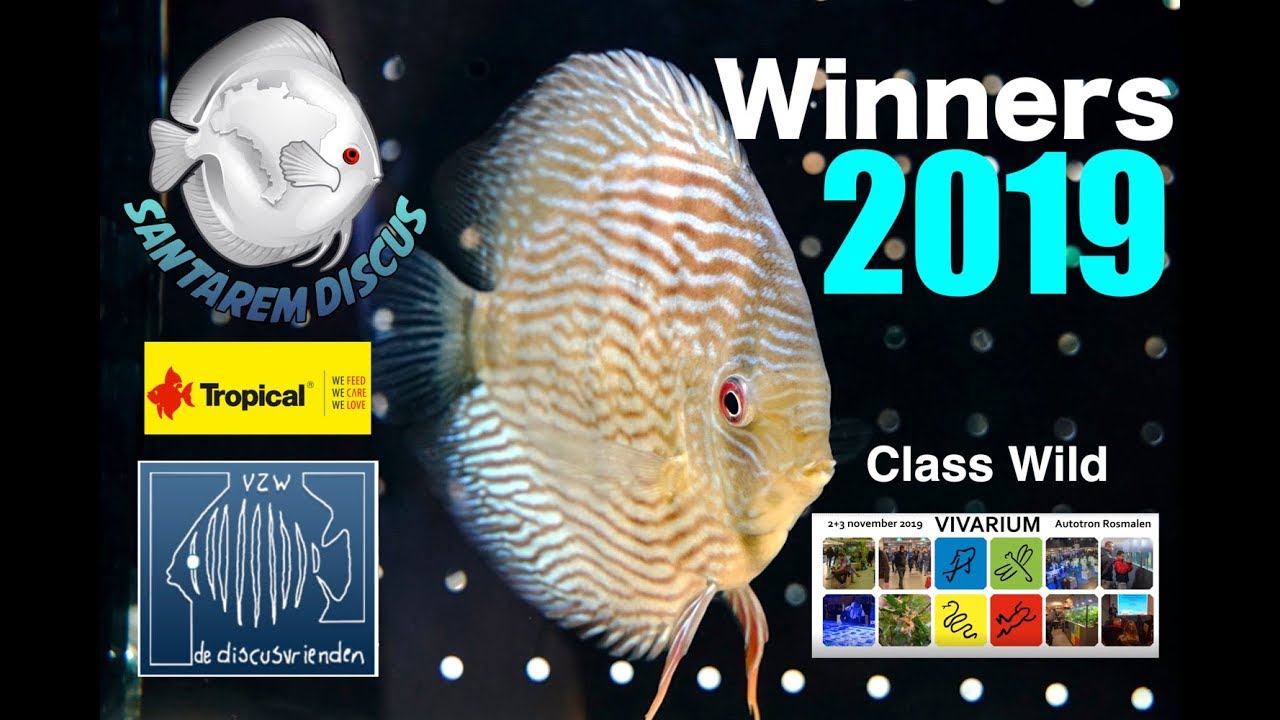 Vivarium Winners 2019 / Santarem Discus - YouTube