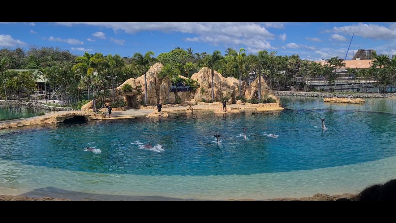 Amazing Dolphin show at Seaworld Goldcoast🐬 | Queensland - YouTube