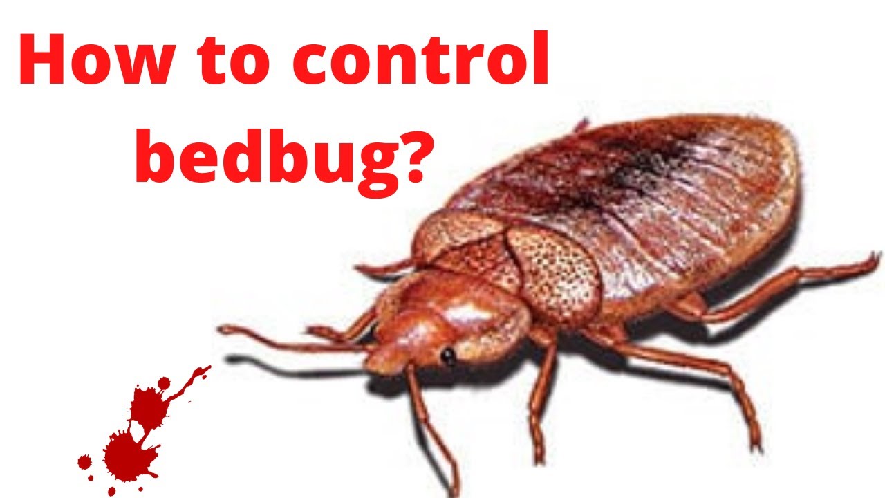 How To Control Bed Bug, With New And Effective Techniques? - YouTube