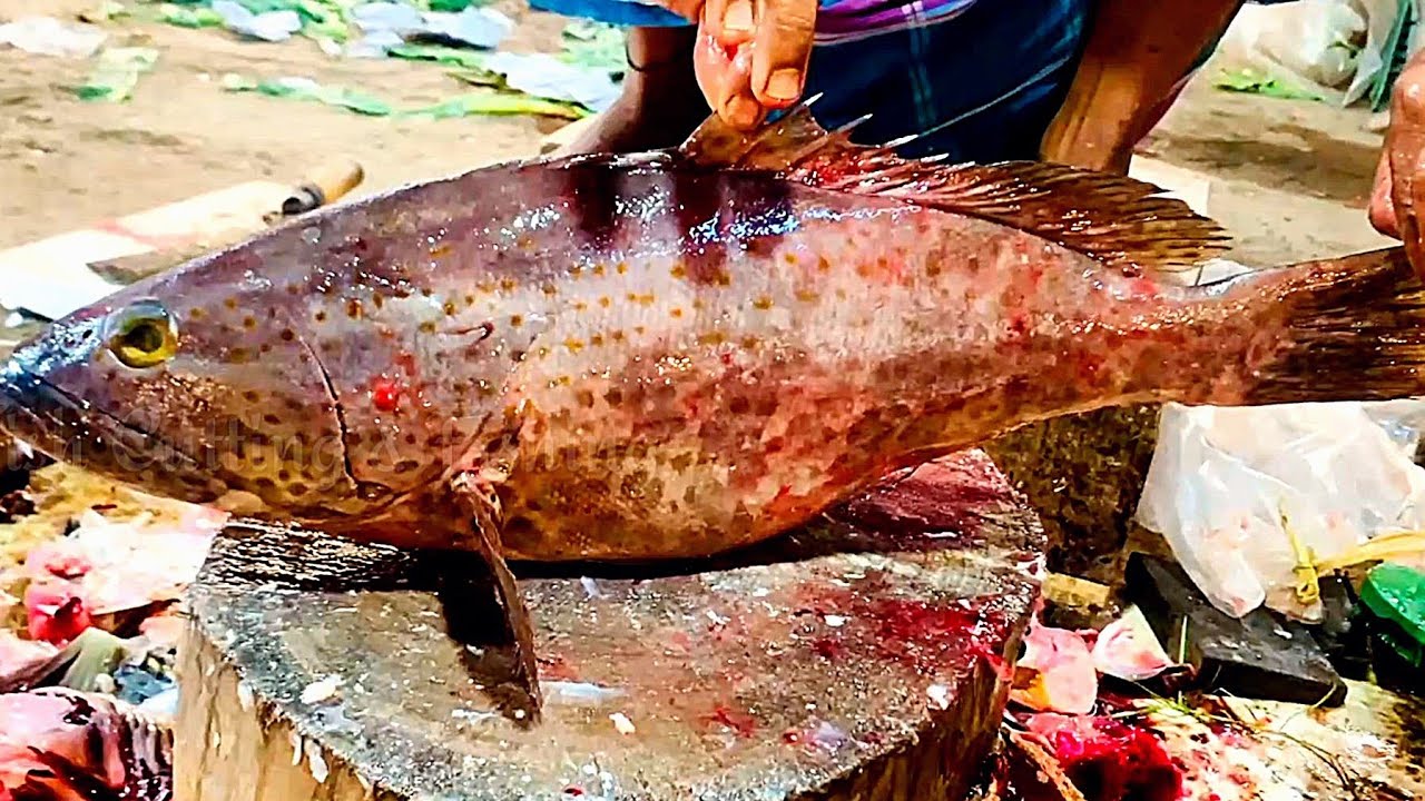 Delicious Giant Hamour Fish | Big Hamour Fish Cleaning Skills | Live ...