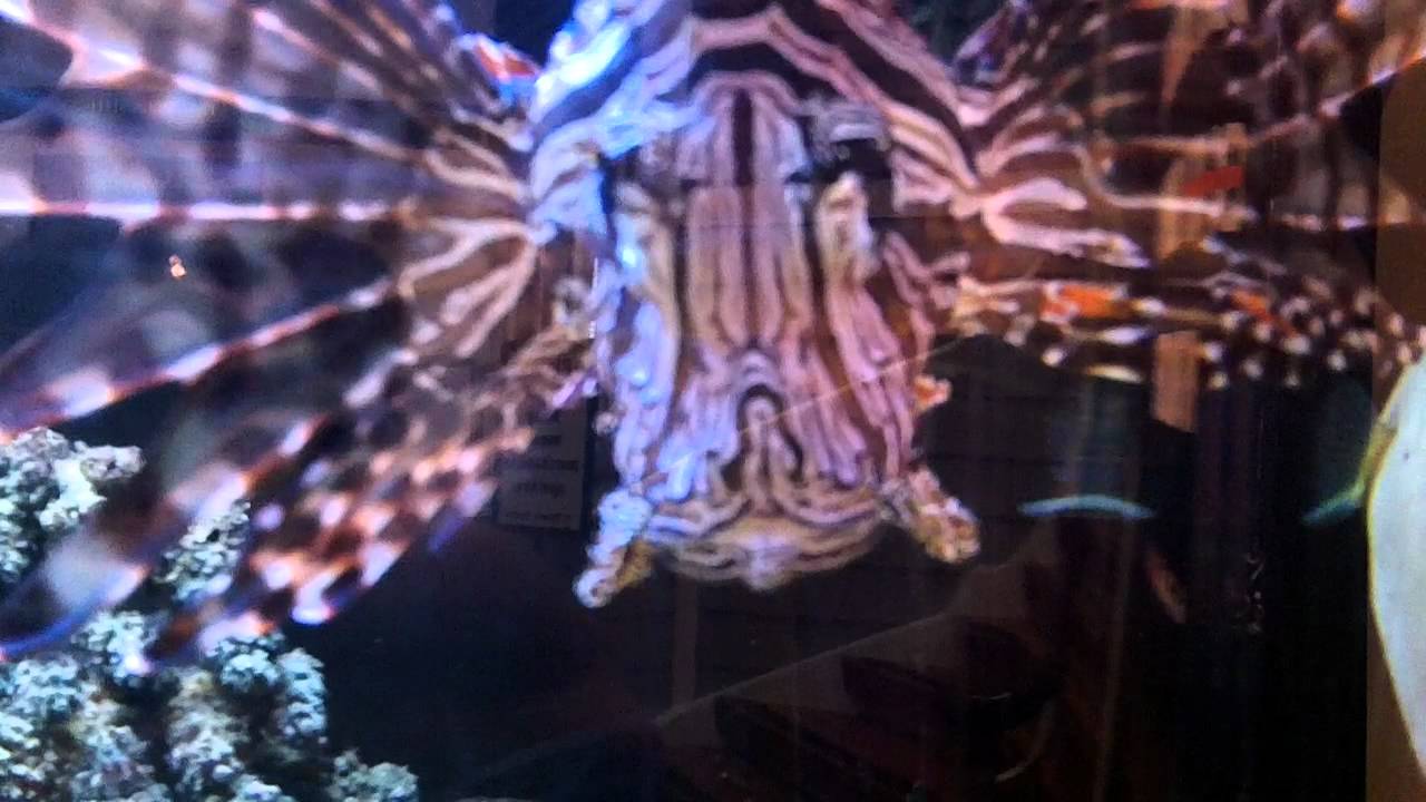 Fish Tank at Harley Davidson - YouTube