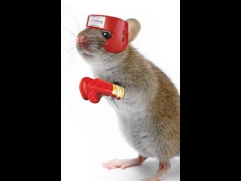 Combat de mascottes: Kromli + Gromli (Fief) - YouTube