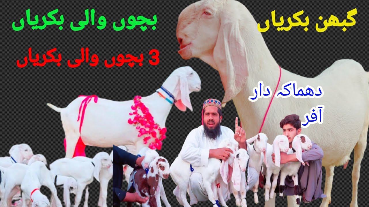 Bachhon Wali Bakryan And Milking Bakryian Kids baby Goat 3 Bachoon Wali ...