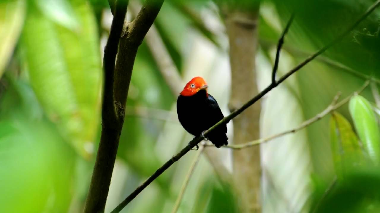 Pipra mentalis - YouTube