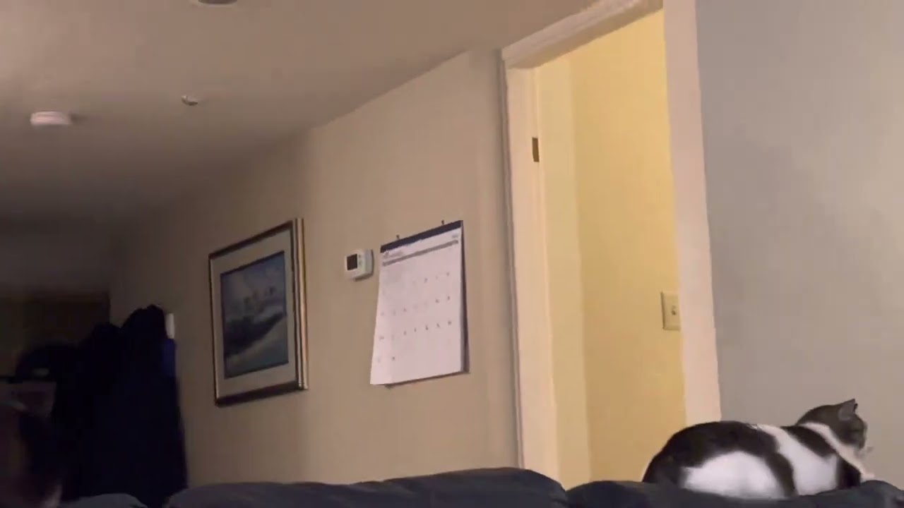 perpendicular cats - YouTube