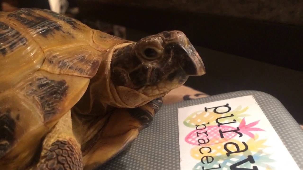 Russian Tortoise Bit My Finger!!!! - YouTube