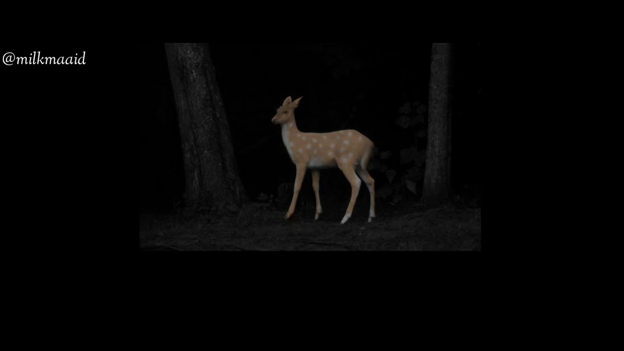 Fawn - mercy necromancy ( lyrics) - YouTube