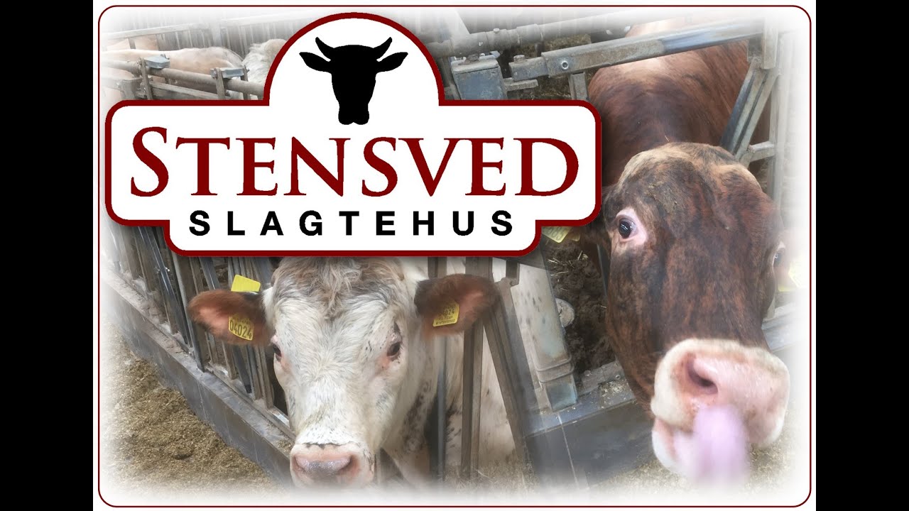 Stensved Slagtehus, Velkommen i vores stald - kreatur - YouTube