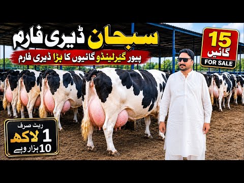 Subhan Dairy Farm | Girlando Heifers | Pregnant Heifers | Cholistani Friesian Cows | Sasta Cow Farm