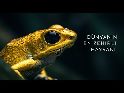 Dünyanın En Zehirli Hayvanı: Altın Zehirli Ok Kurbağası | Ölüm Dokunuşu #Belgesel #Doğa #VahşiYaşam