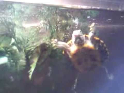 Red Ear SLider Turtle Vs Piranha - YouTube