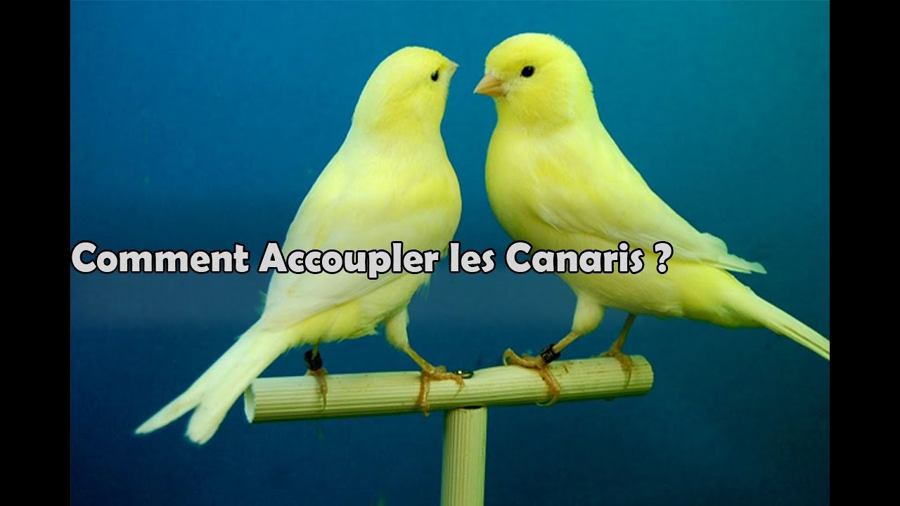 Reproduction Canari / Comment accoupler canari ? - كيفية تزاوج طيور ...