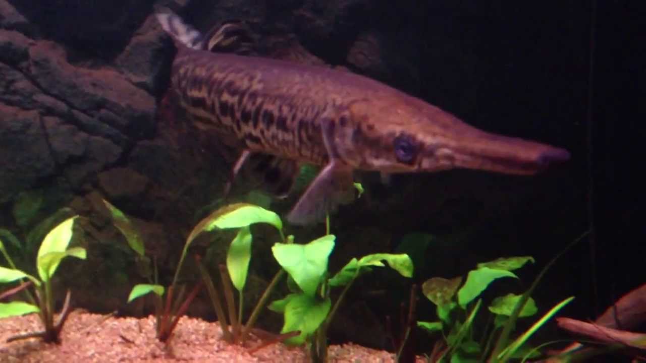 Alligator Gar Tank - YouTube