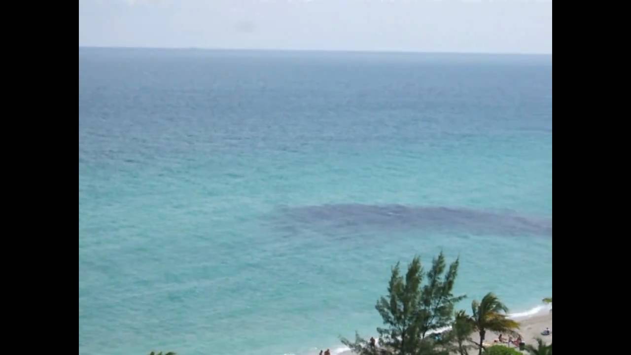 The Mullet Run - Fall 2010 - Hallandale Beach, Florida - Episode Two ...