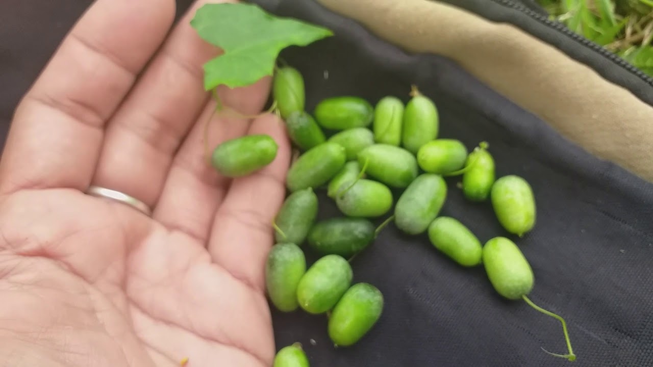 WILD PIPINO(CUCUMBER) IN THE PHILIPPINES - YouTube