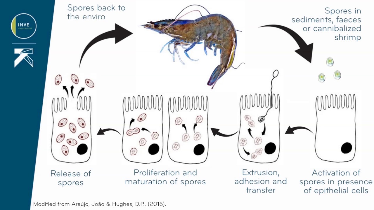 An introduction to EHP - YouTube