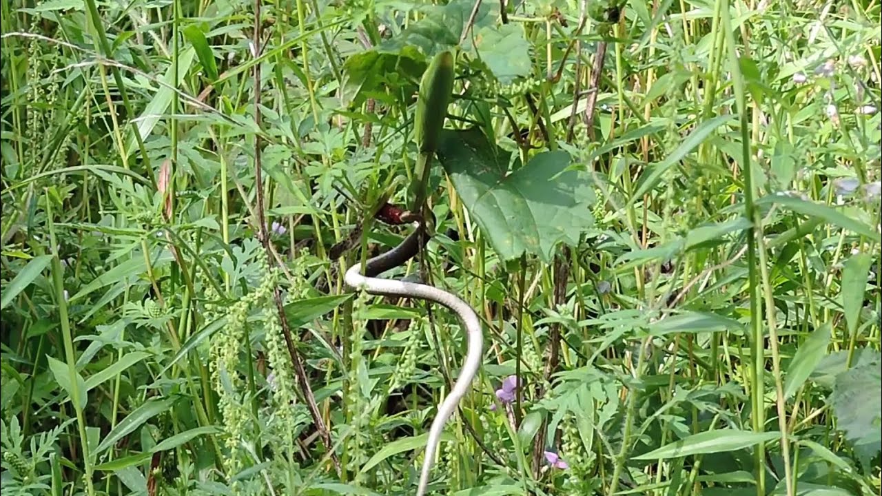 Praying mantis vs snake - YouTube