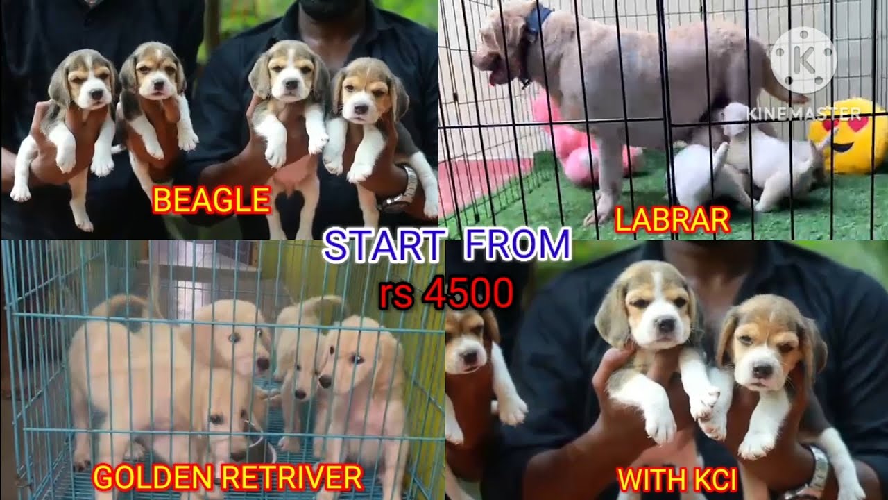 # viral # exotic dog varieties # beagle # labrar dog , golden retriver ...