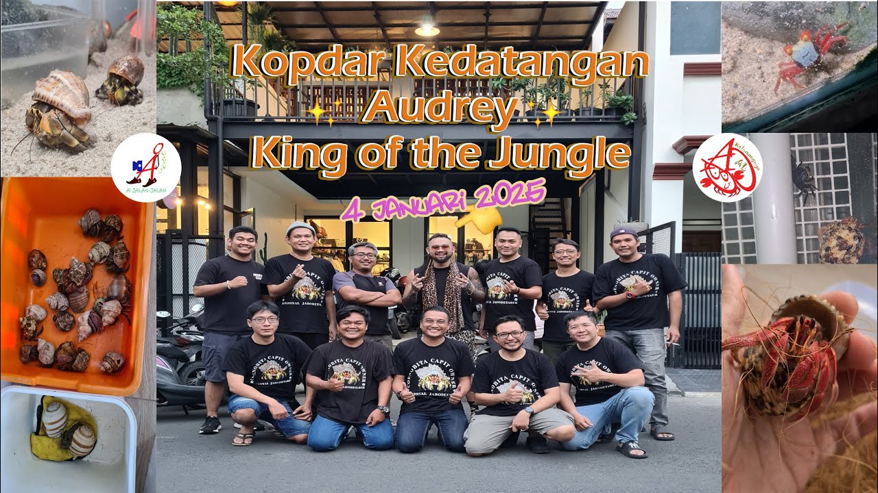Kopdar Kedatangan Audrey - King of the Jungle (4 Jan '25) - YouTube