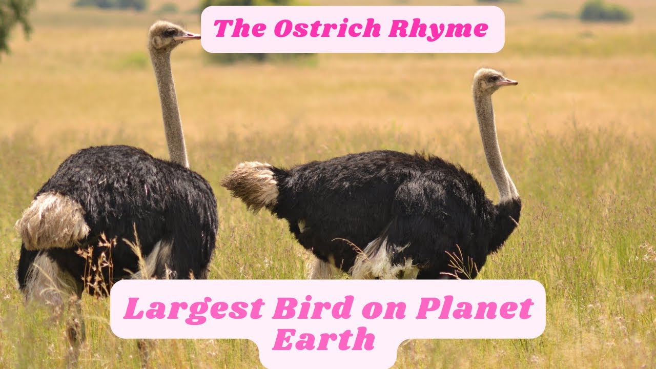 The Ostrich Song | Ostrich Funny Walk | All About Ostriches for ...