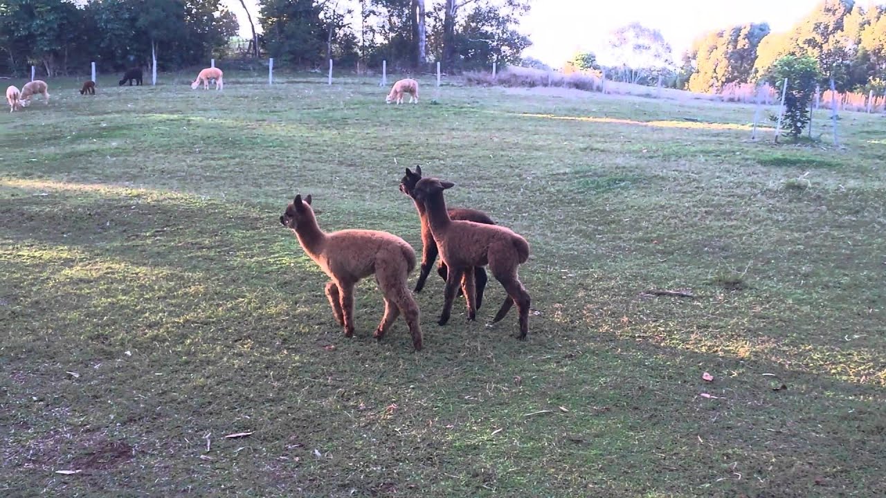 Alpacas racing - YouTube