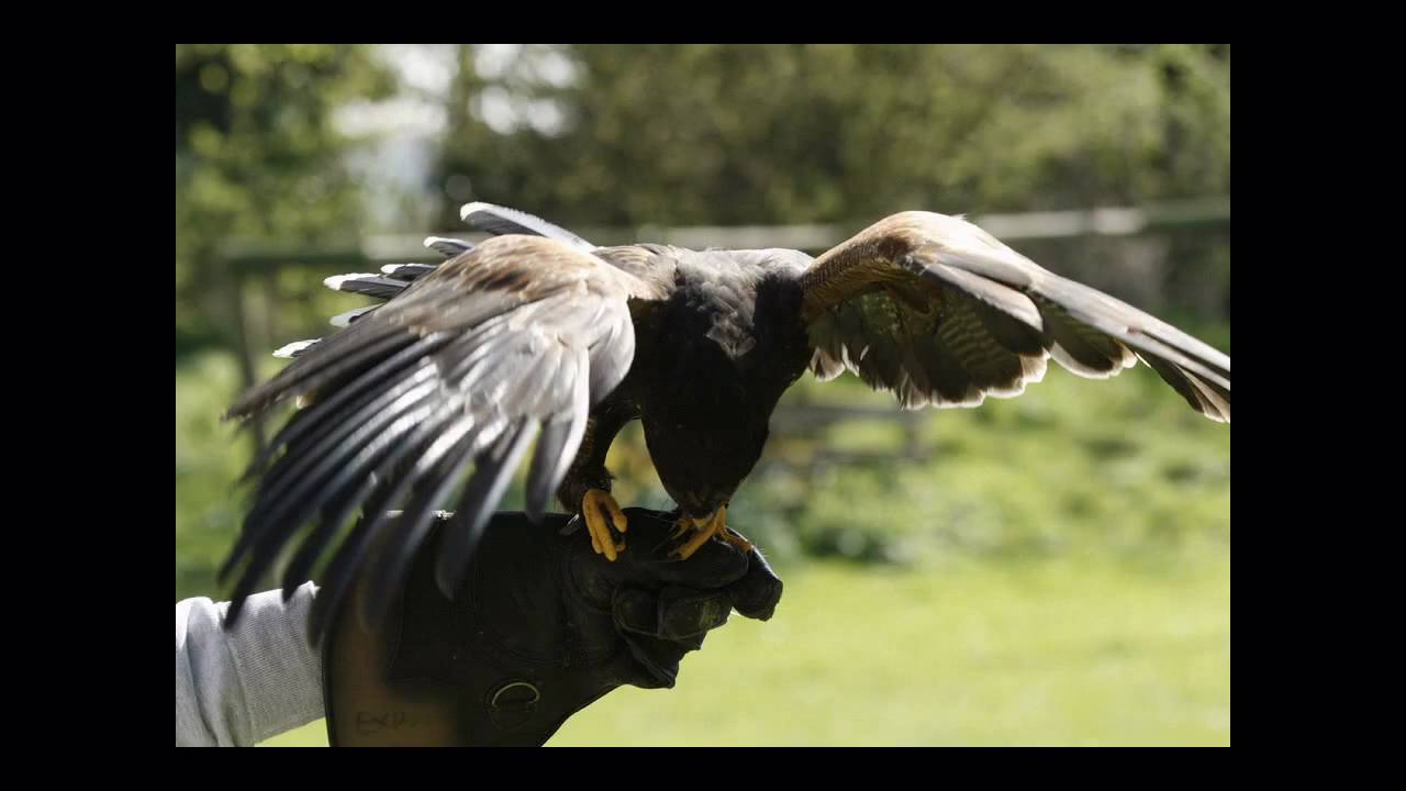 Andover hawk Conservancy - YouTube