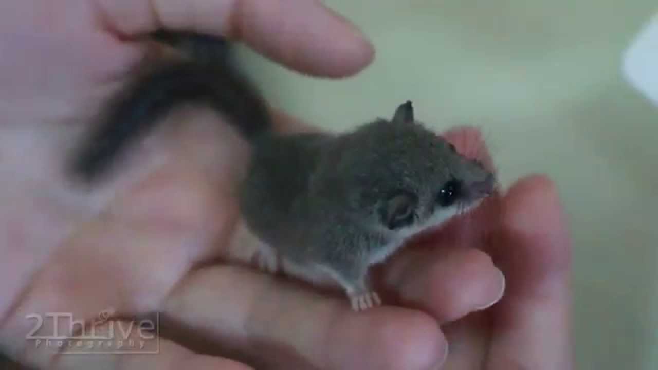 African Pygmy Dormouse กระรอกจิ๋ว : I want to introduce myself "Mimi ...