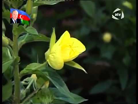 Flower Miracle - Bloom When Hear The Azan HD - YouTube