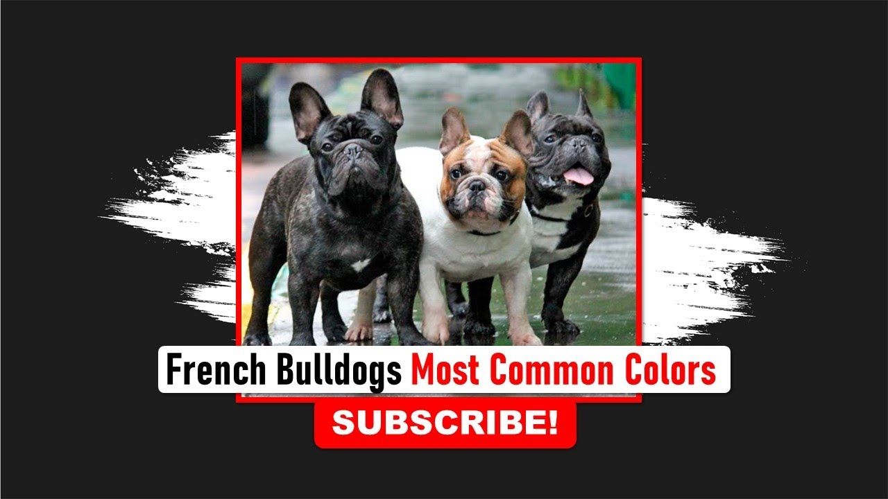 French Bulldogs Most Common Colors | Frenchieshub - YouTube