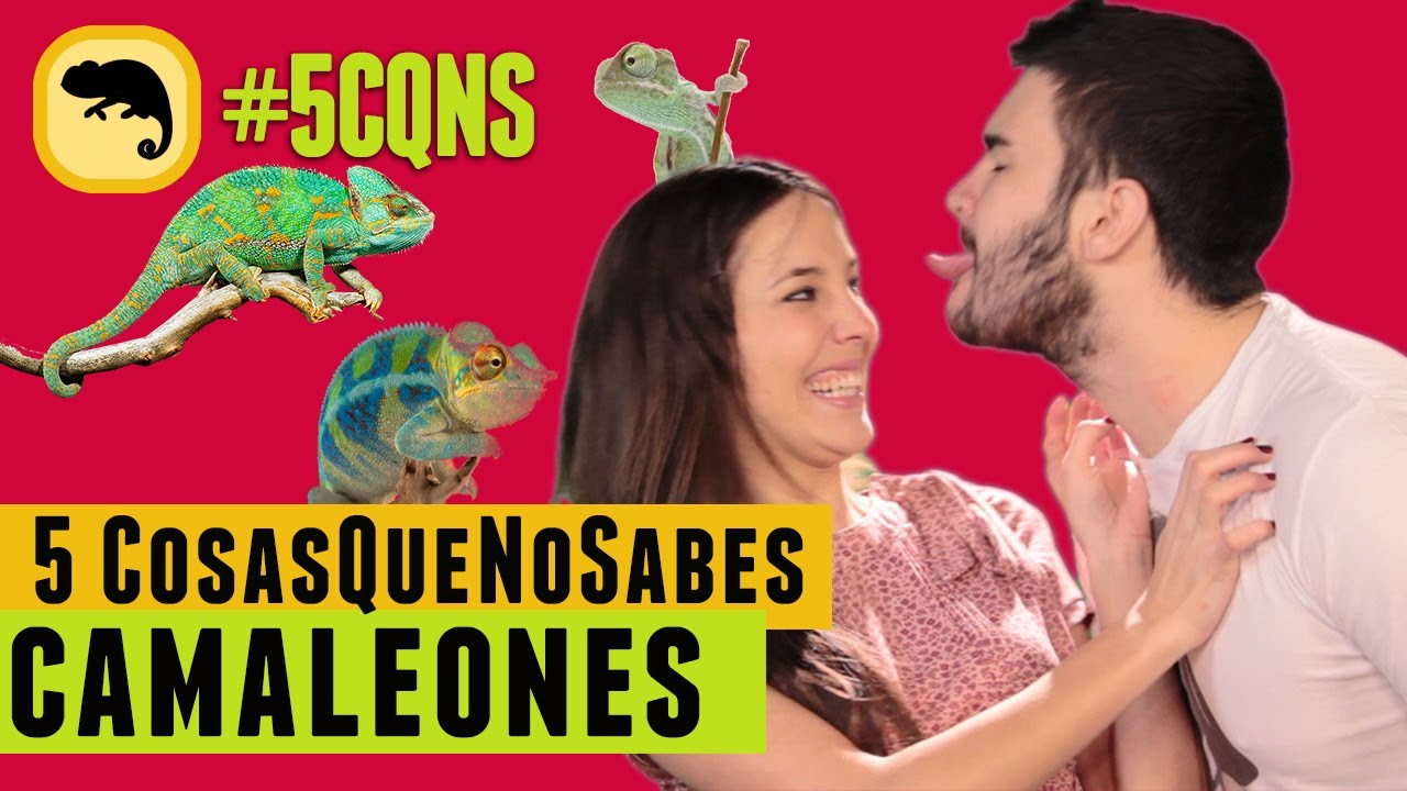 El camaleón creó al ser humano | #5CQNS - YouTube