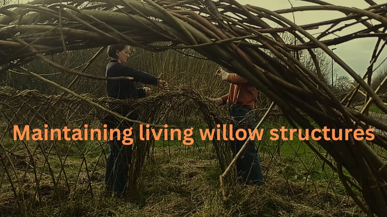 Maintaining living willow structures, update on previous structures ...