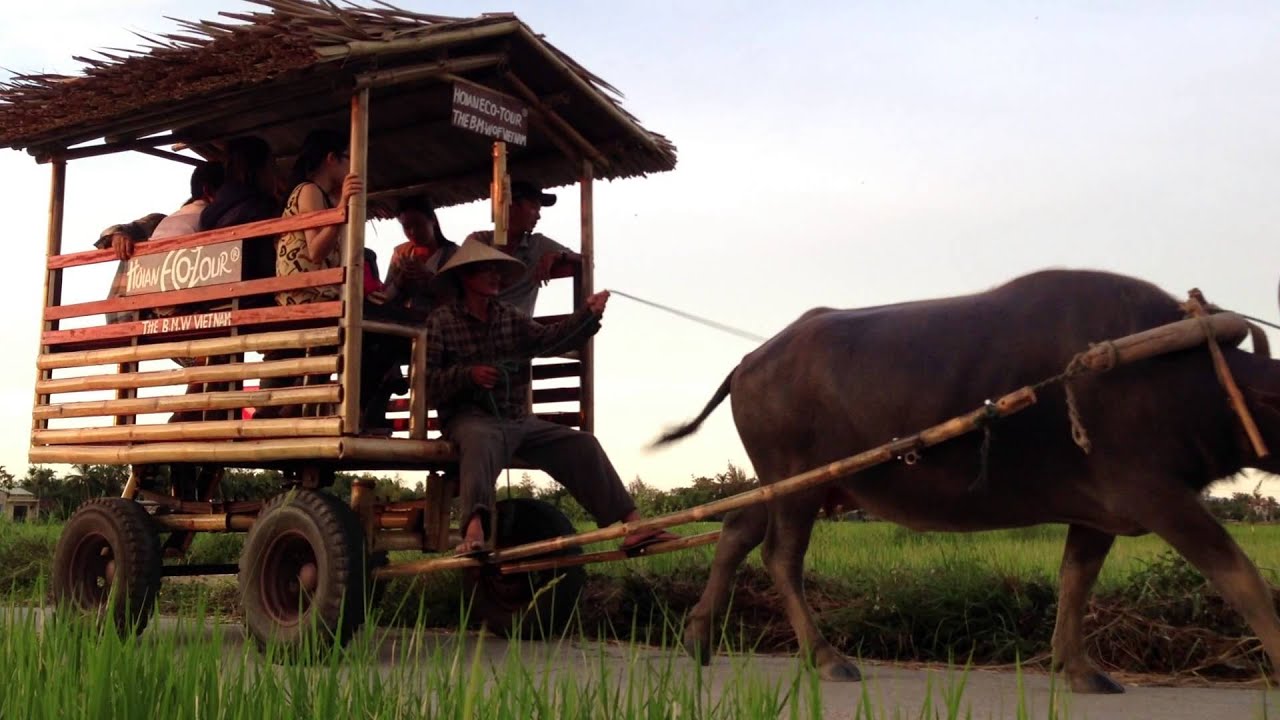 "THE BMW OF VIETNAM" BUFFALO PULLING CART was just designed and offered ...