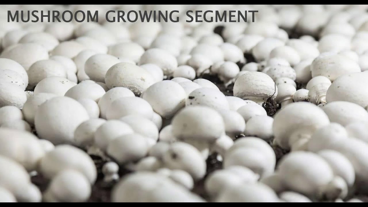 AUGA group financial results for the 3 months of 2019 - YouTube