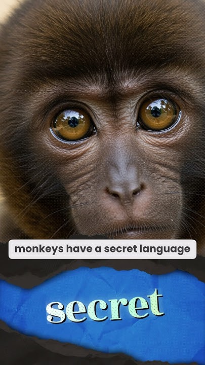 The Secret Language and Fascinating Behaviors of Monkeys #monkeys # ...