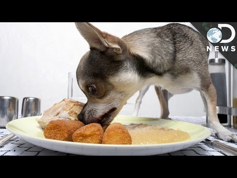 Should Dogs Be Allowed In Restaurants?
