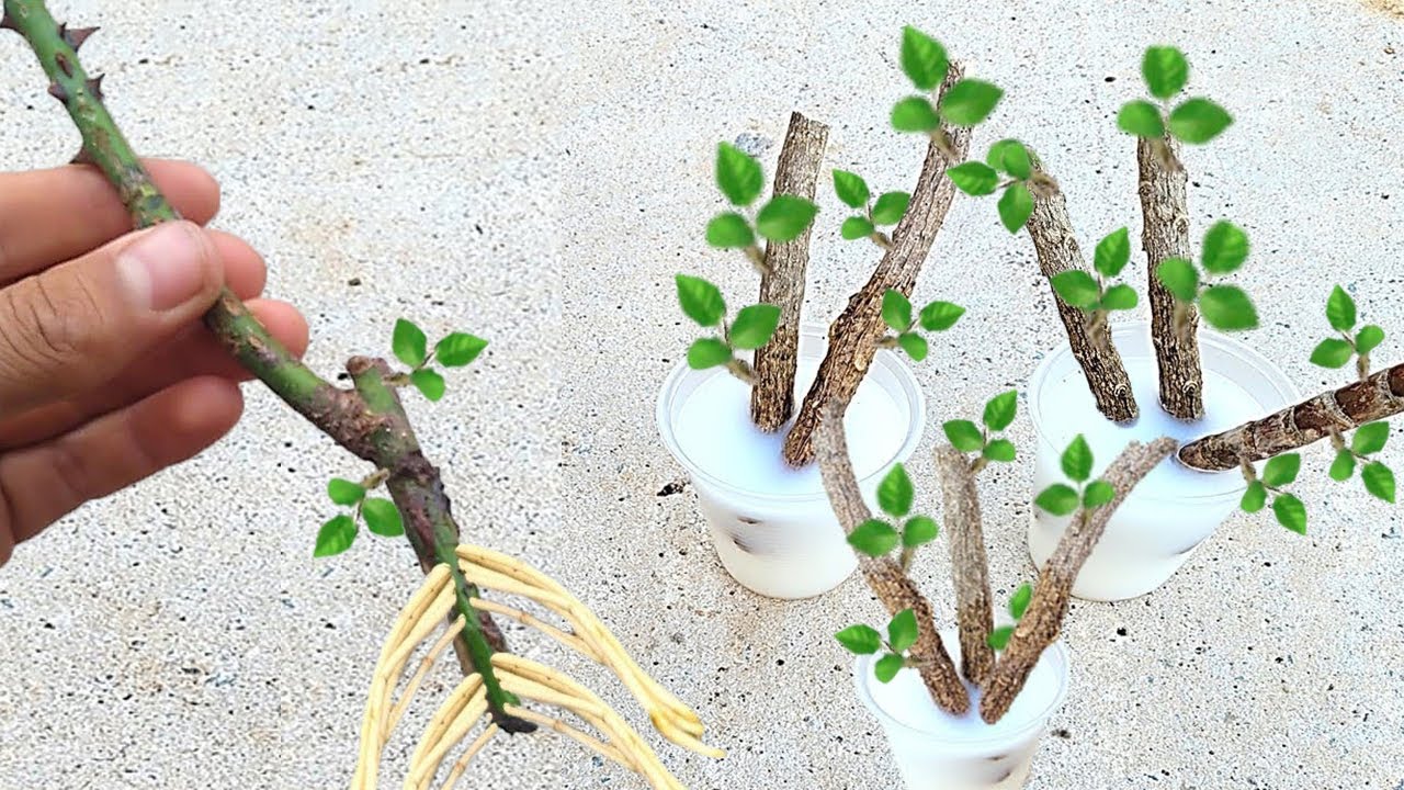 TÉCNICA PARA ENRAIZAR QUALQUER GALHO (Apenas 1 ingrediente) - YouTube