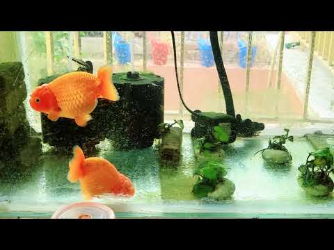 ️‍🔥Cute Style of Chubby Goldfish ️‍🔥 | 67 Days Update | Lion head ...