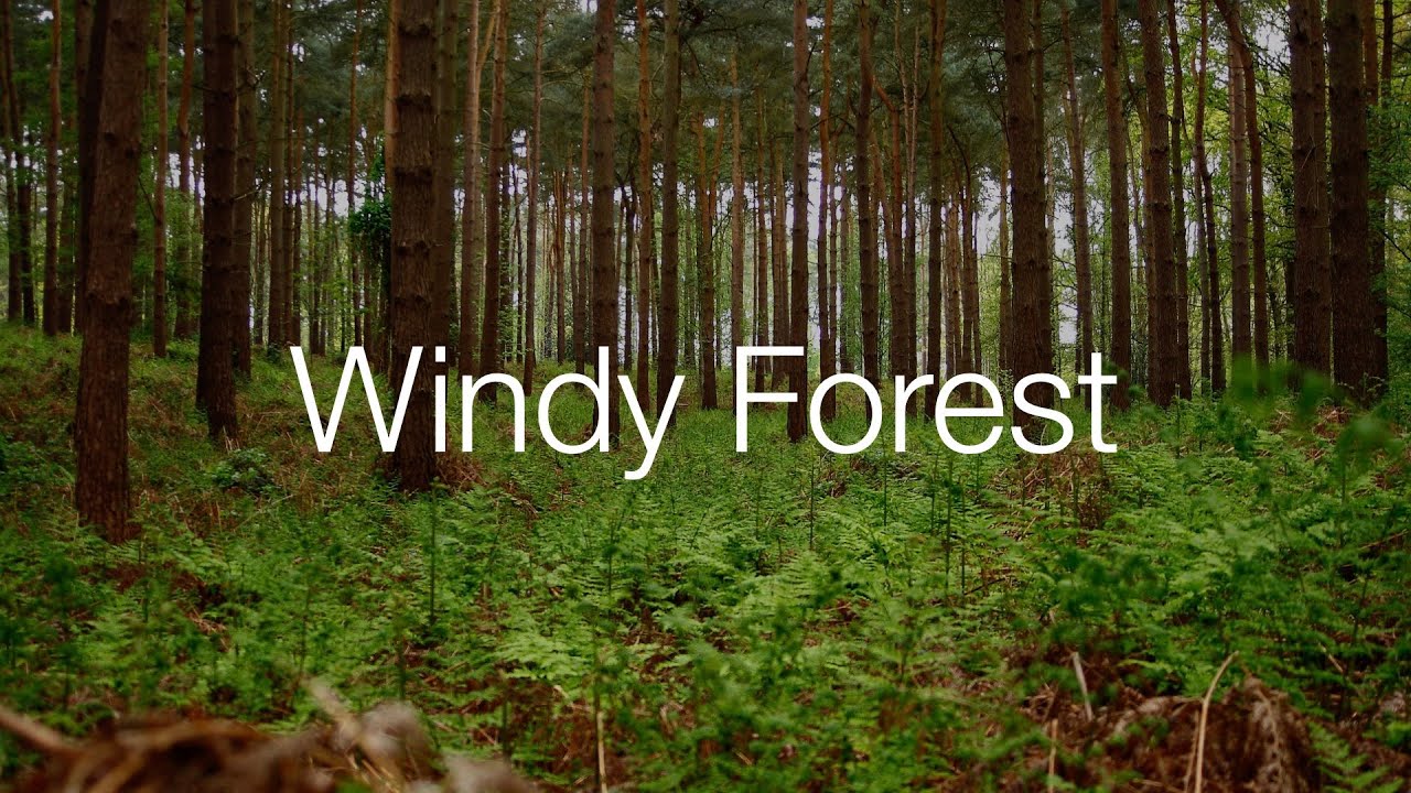 Windy Forest Sounds, For Sleep, Meditation, Relaxation, Focus - YouTube