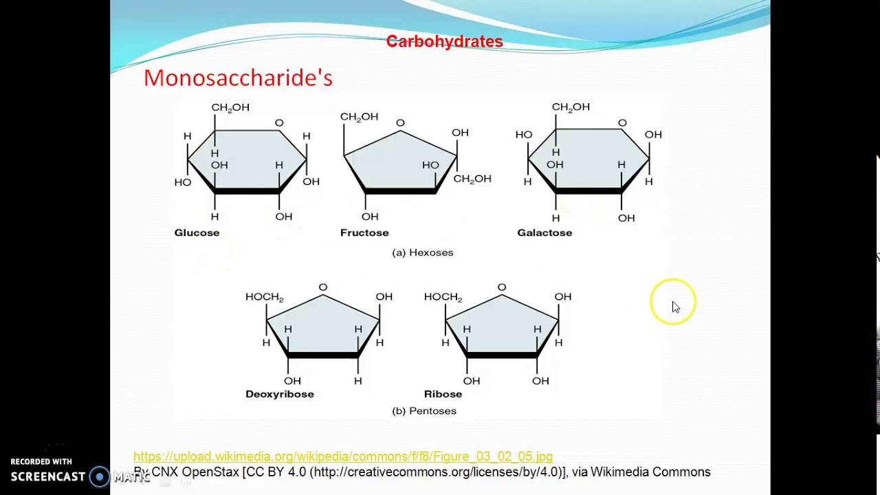 monosaccharides - YouTube