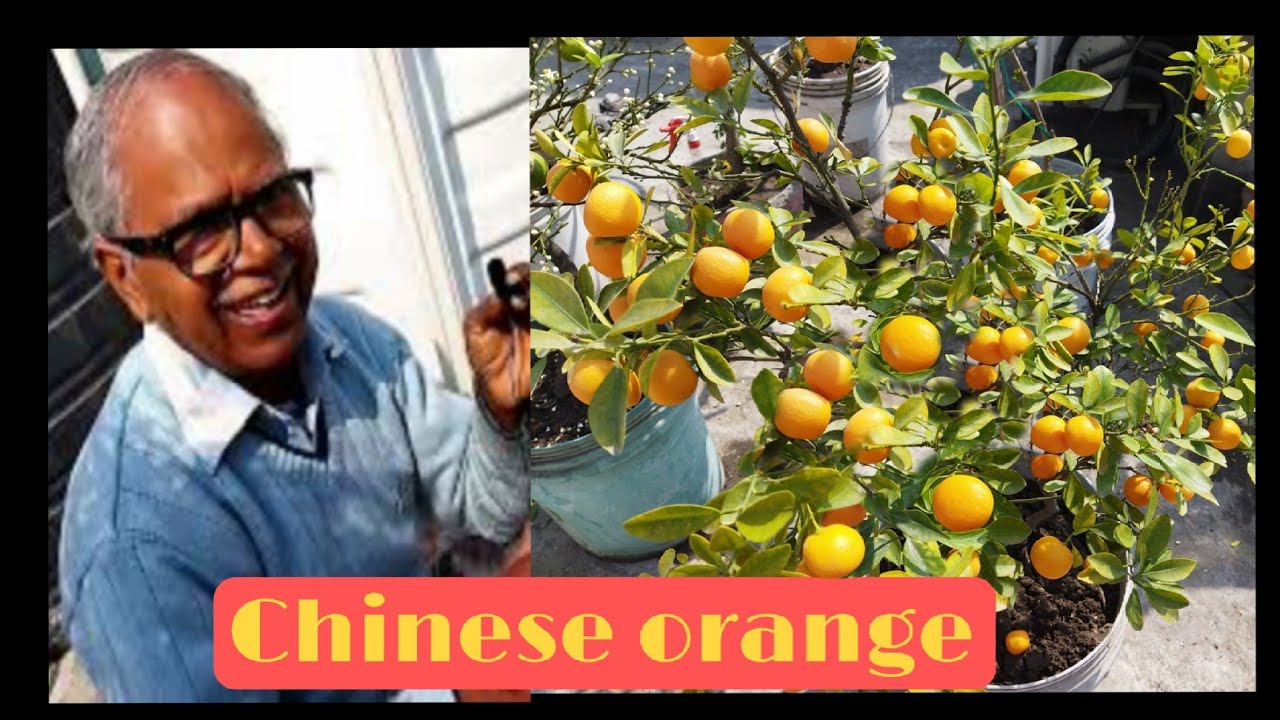 Chinese orange plant care 🍊/how to grow Chinese orange at home 🍊🌱 - YouTube