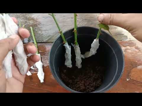 Yaxşı ideya - Qızıl gülün çoxaldılması - Rose propagation