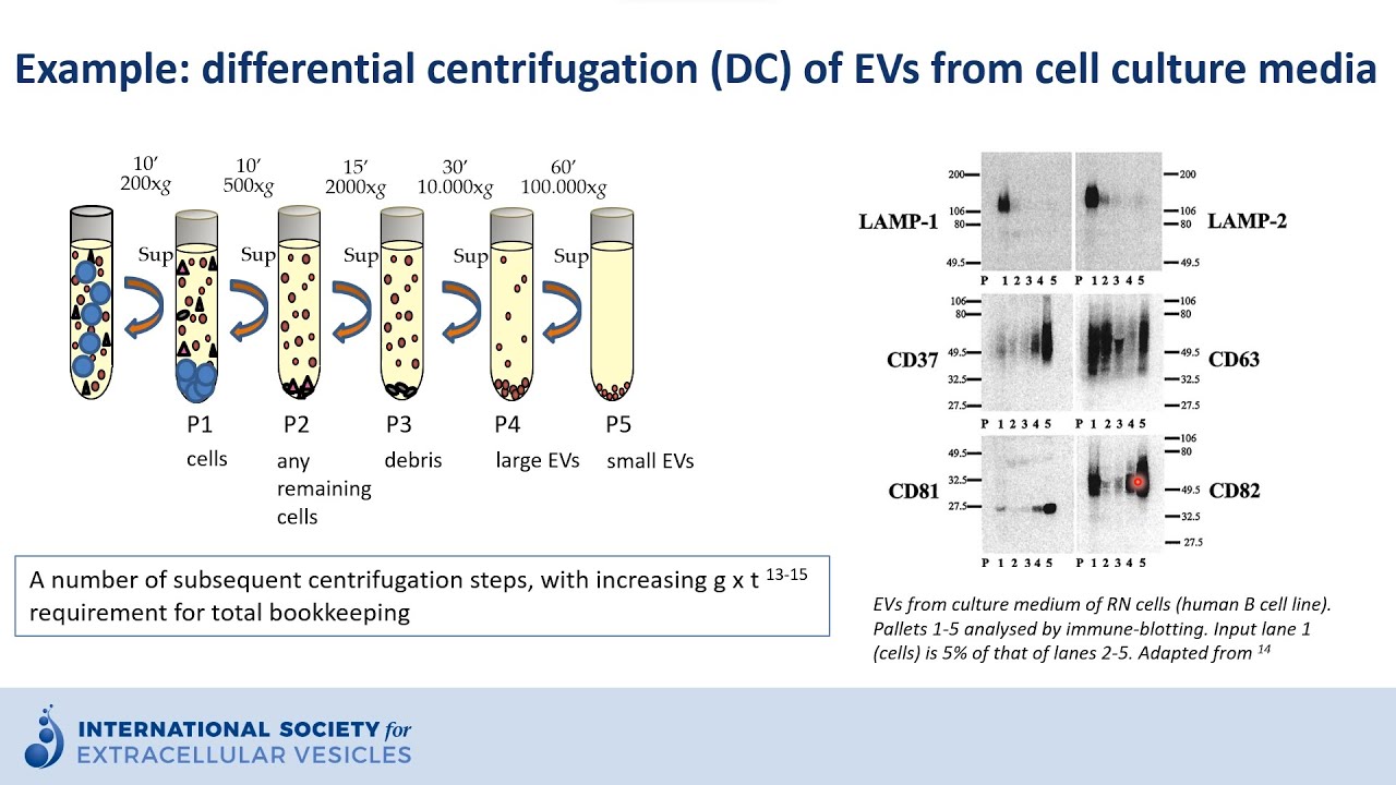 Ultracentrifugation to isolate extracellular vesicles - YouTube