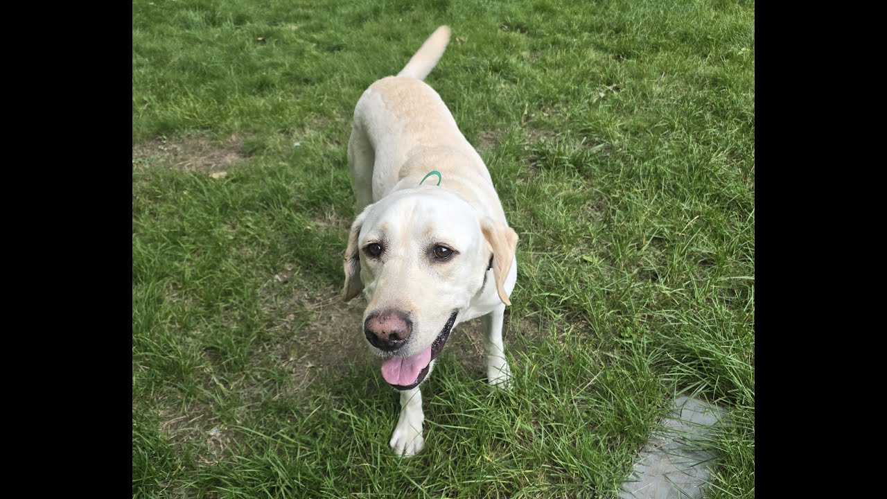 Boston Dog Trainers | Otter, Yellow Lab Shows Off His New Found ...