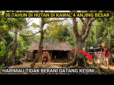 HIDUP BERSAMA 4 ANJING DI DALAM HUTAN SEORANG KAKE TINGGAL SENDIRI SELAMA 30 TAHUN