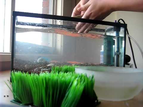 How to Set-up a Guppy tank. - YouTube