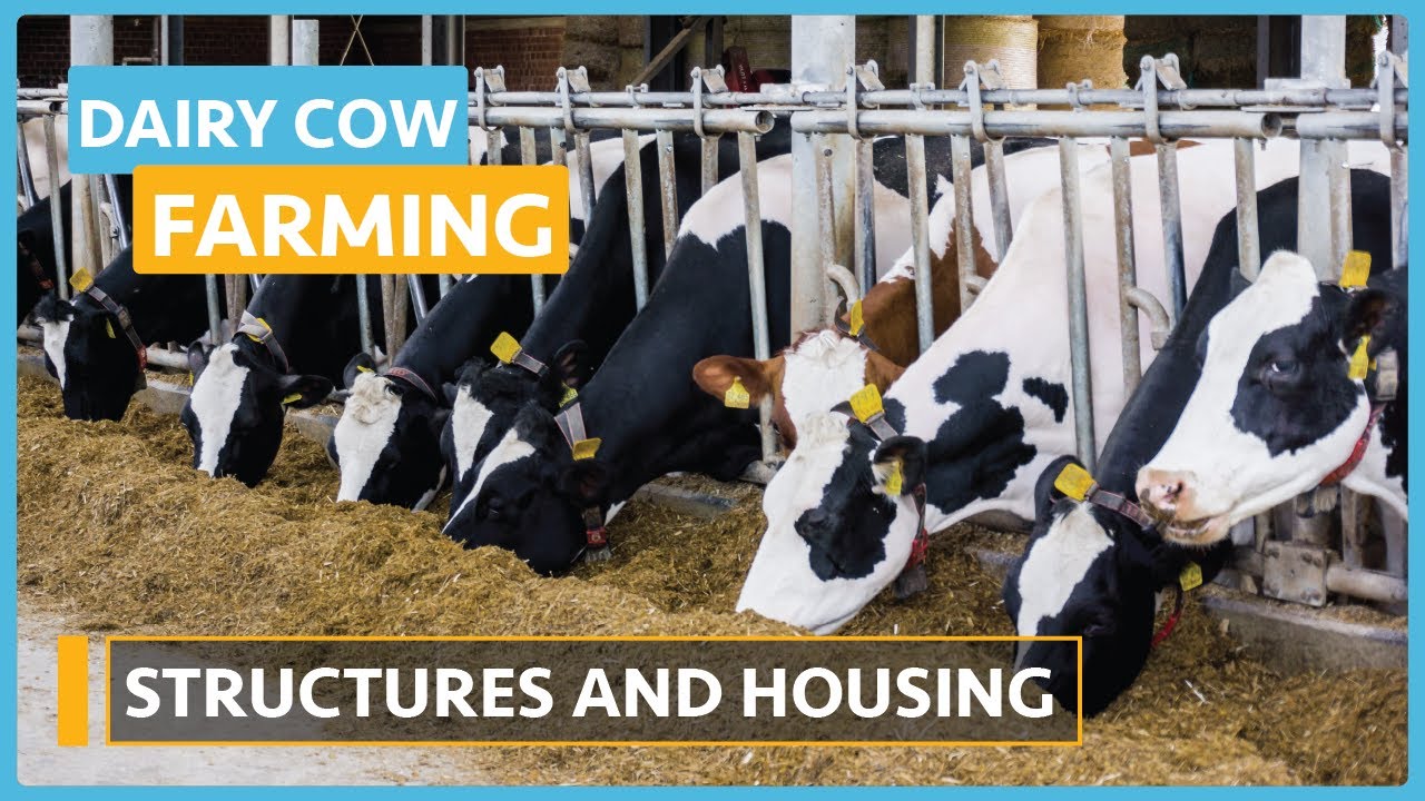 Dairy Cow Farming (Lesson 7) - Structures – Housing - YouTube