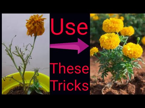 How To Save Dying Marigold Plants🌱 - YouTube