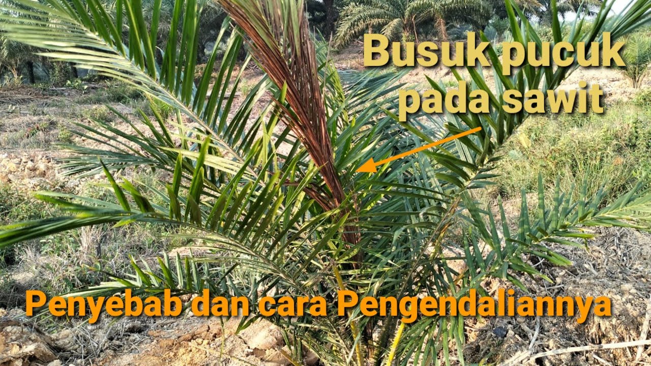 Busuk pucuk sawit pada sawit TBM gini penyebab dan mencegahnya - YouTube