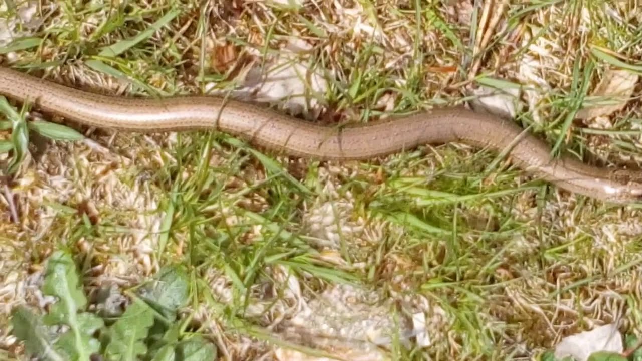 Loch Ness Mountain Slow Worm Snake May 2019 - YouTube