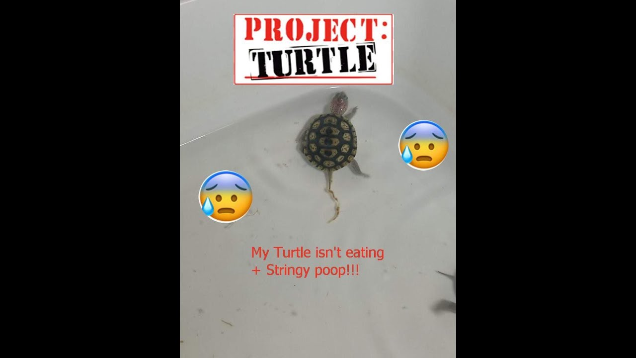 My turtle is not eating + white stringy poop!!! (how to feed video ...